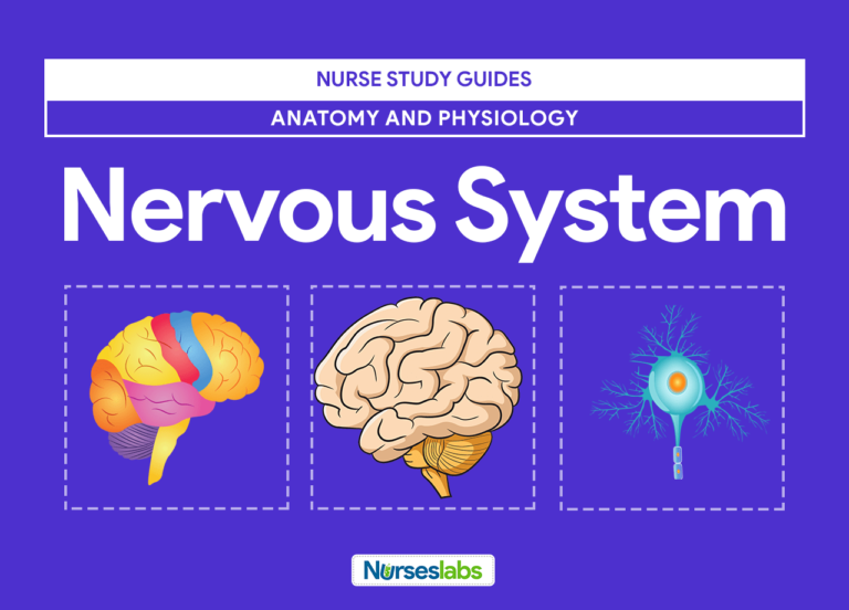 Nervous System Anatomy and Physiology - Professional Nursing Services